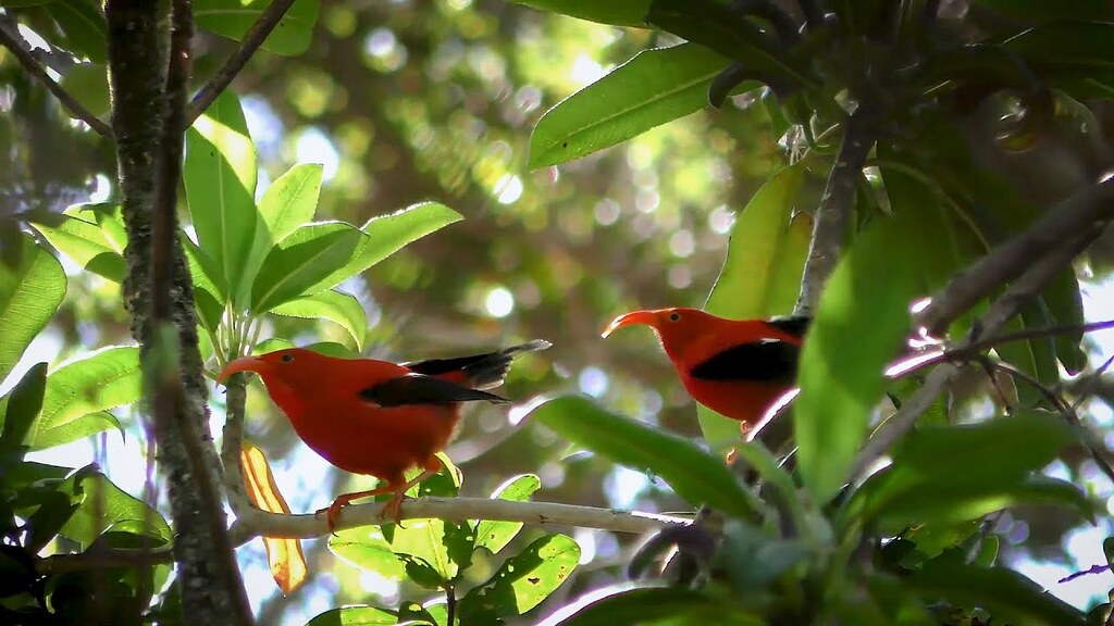 Can AI help to save endangered birds? - google - Art of Smart