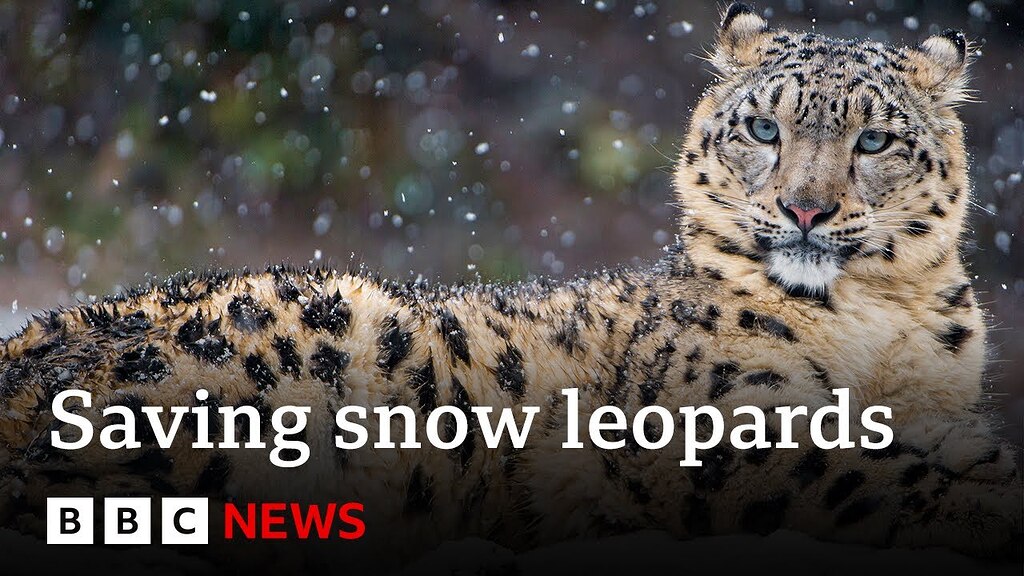 Could AI help save snow leopards from extinction? | BBC News - open-source - Art of Smart